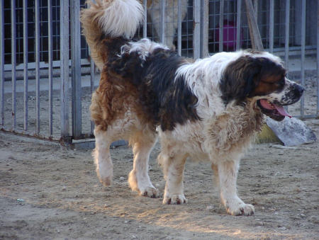 Moscow Watchdog - Alchetron, The Free Social Encyclopedia